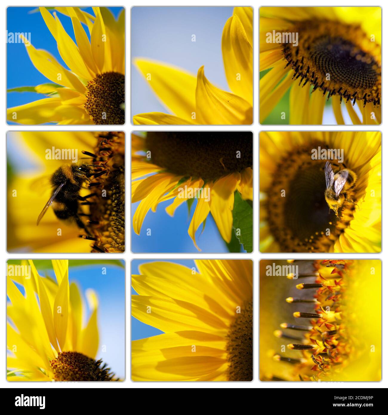 Sunflower collage hi-res stock photography and images - Alamy