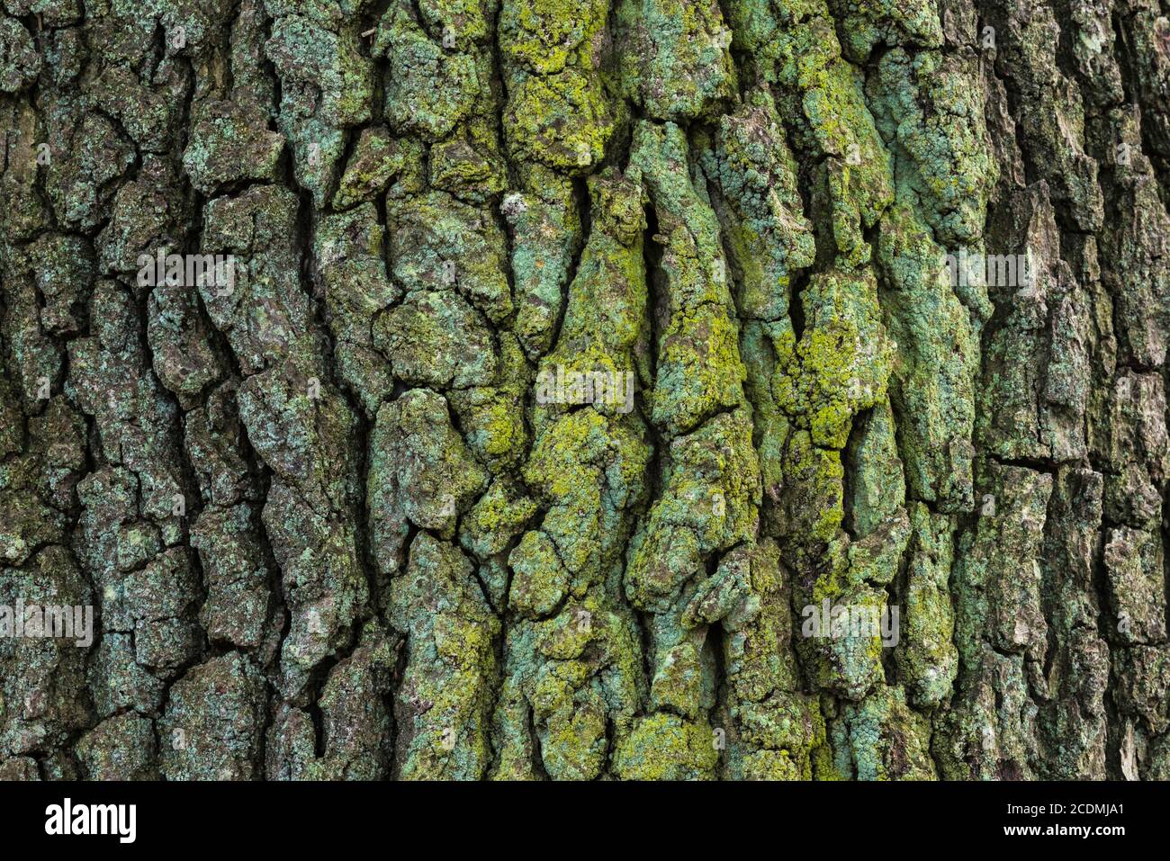 Structure of the bark of an oak (Quercus), background image, Zandvoort ...