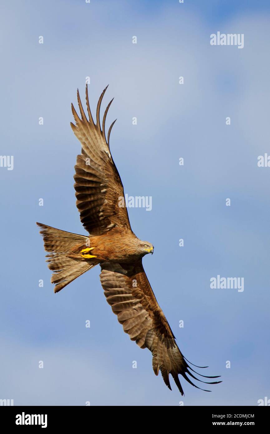Flying milvus migrans in front of a blue sky hi-res stock photography ...