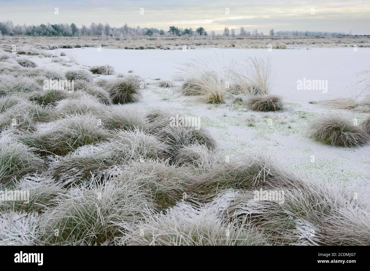 Bentgras hi-res stock photography and images - Alamy