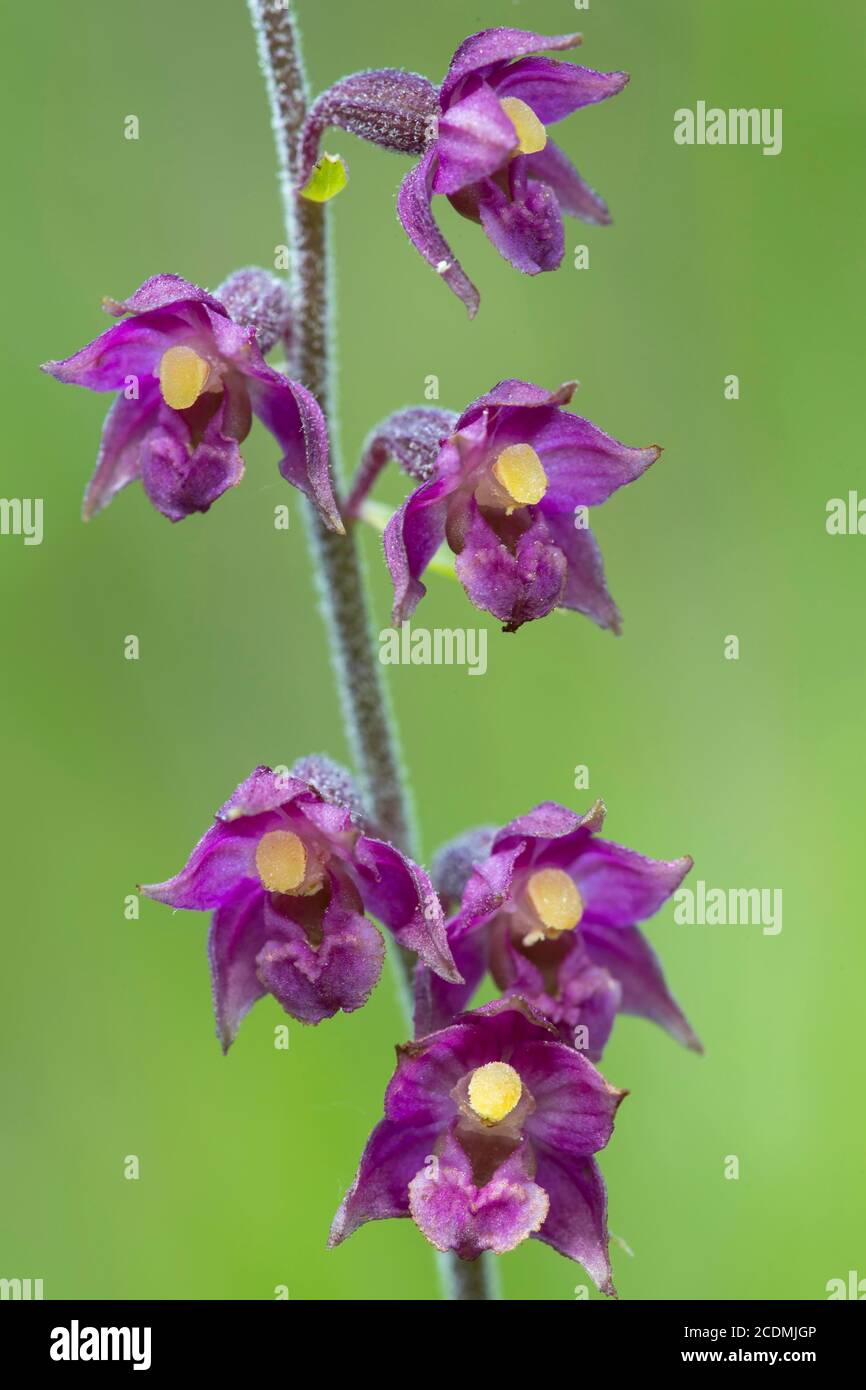 Dark red helleborine (Epipactis atrorubens ), flowers of an orchid ...
