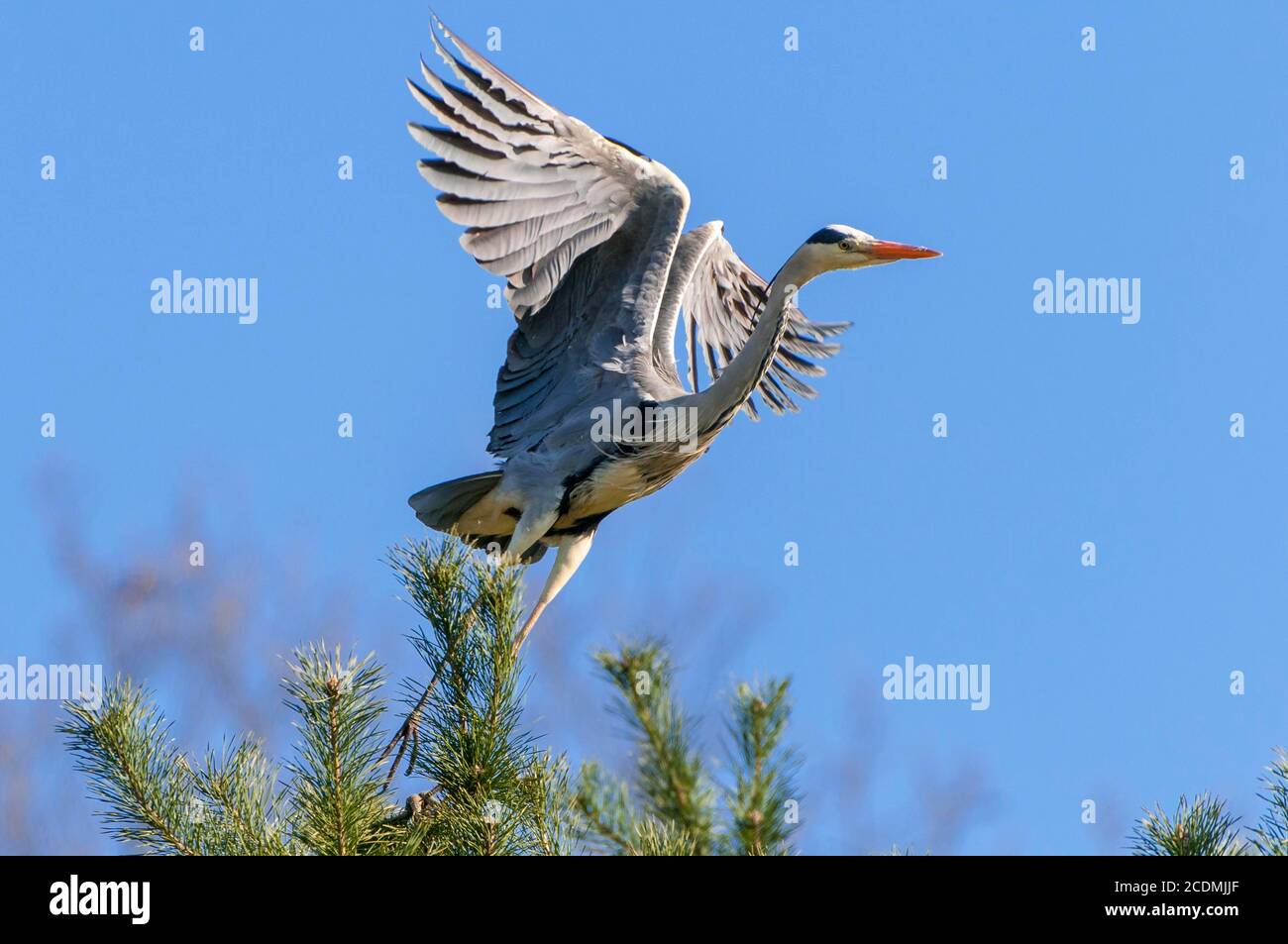Flying ardea cinerea in front of blue sky hi-res stock photography and ...