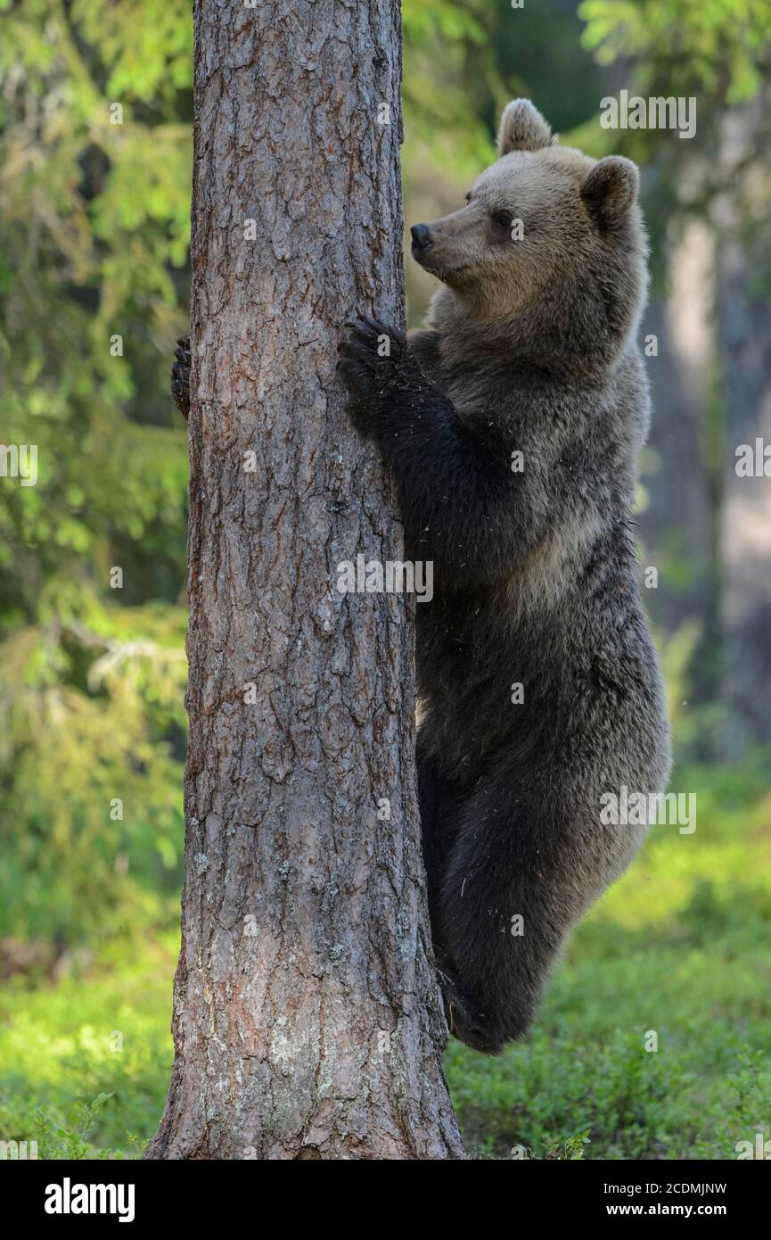 Bear in tree hi-res stock photography and images - Alamy