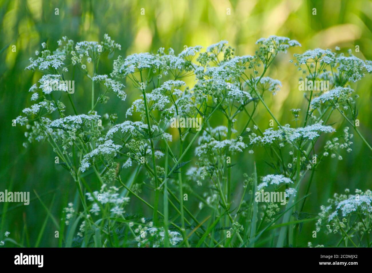 Anthriscus sylvestris L Stock Photo - Alamy