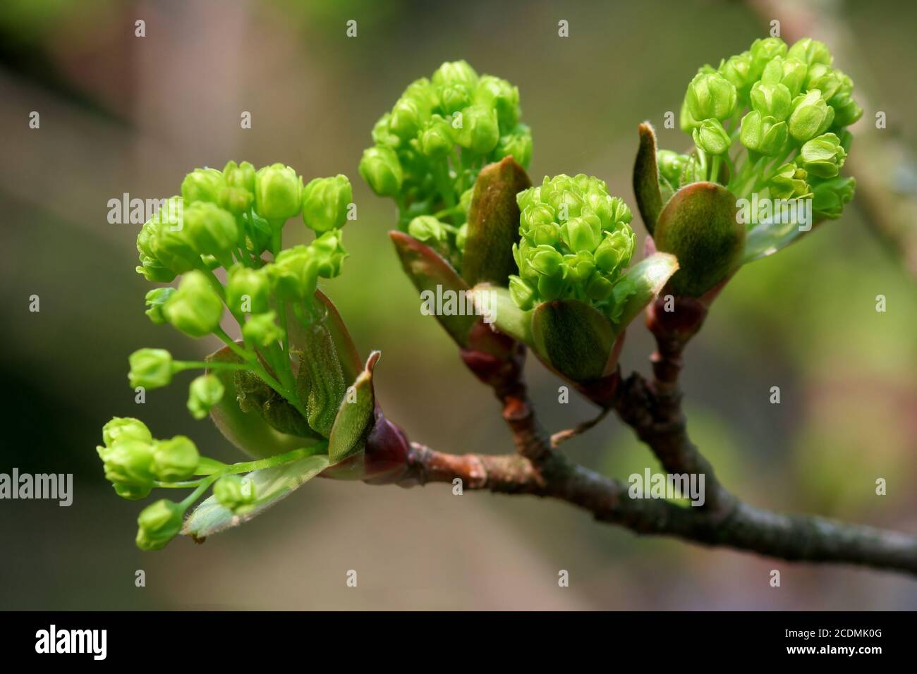 Sprouting maple hi-res stock photography and images - Alamy