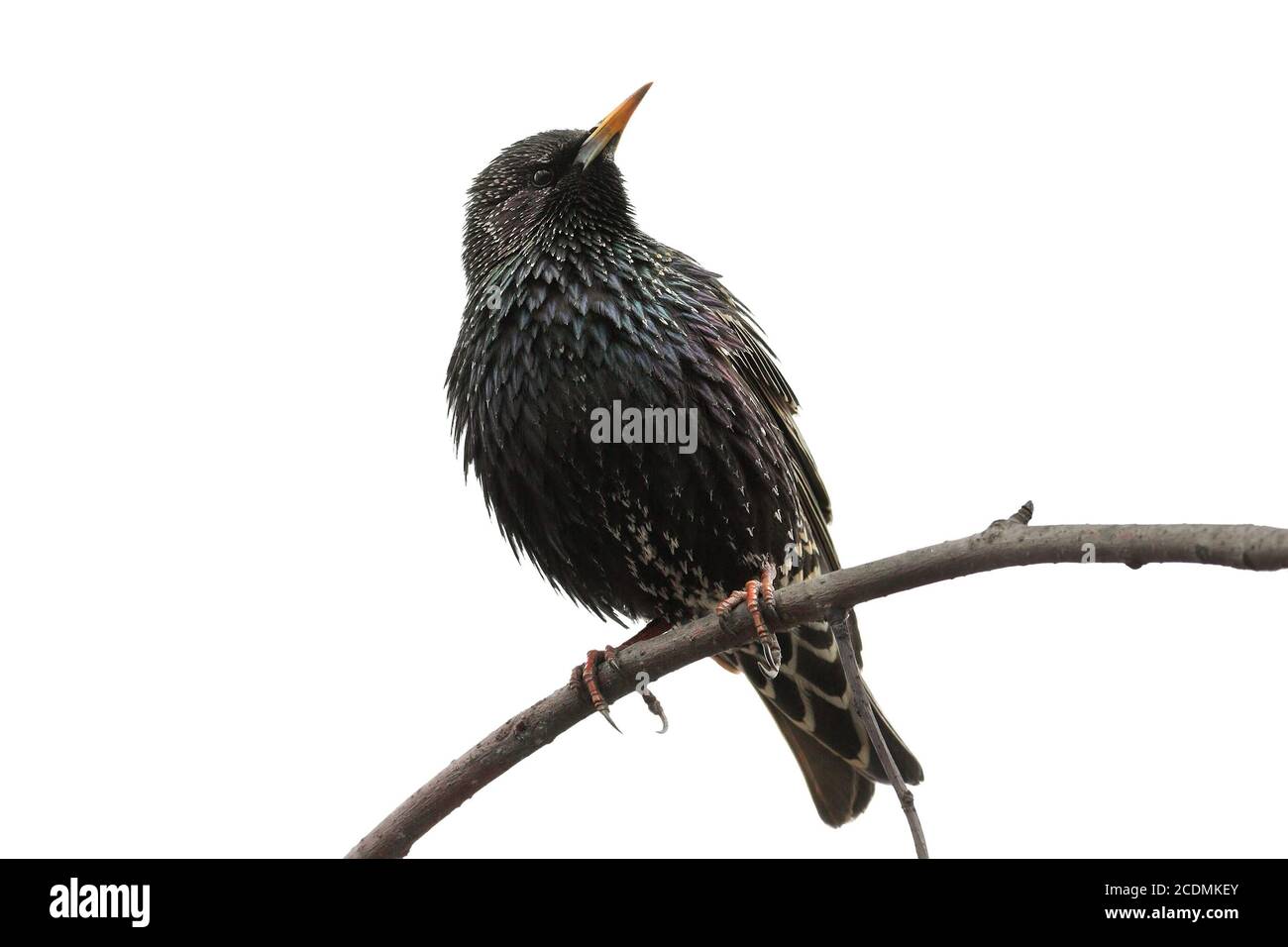 Black and white starling Cut Out Stock Images & Pictures - Alamy