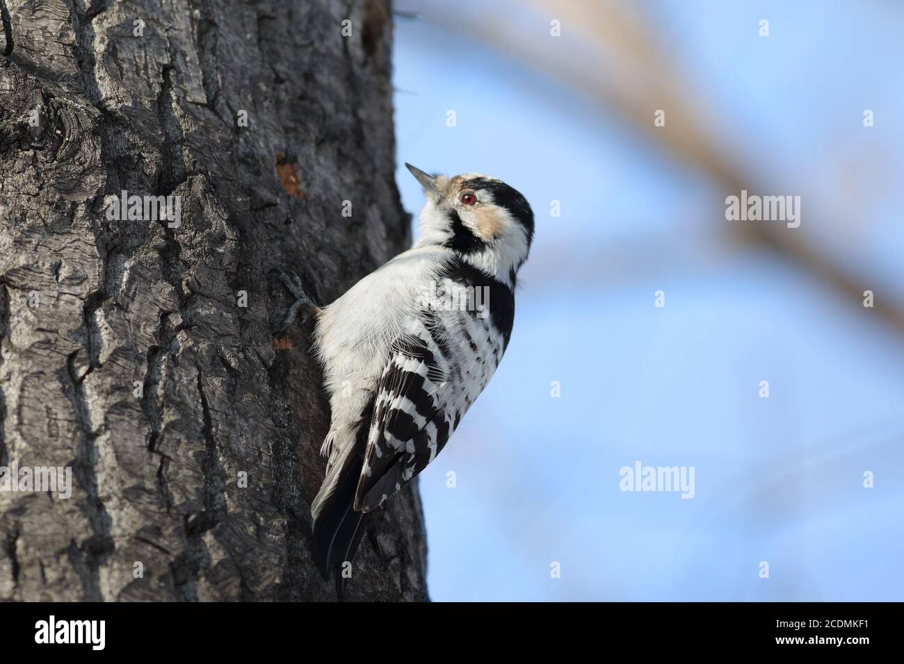 Female lesser spotted woodpecker hi-res stock photography and images ...