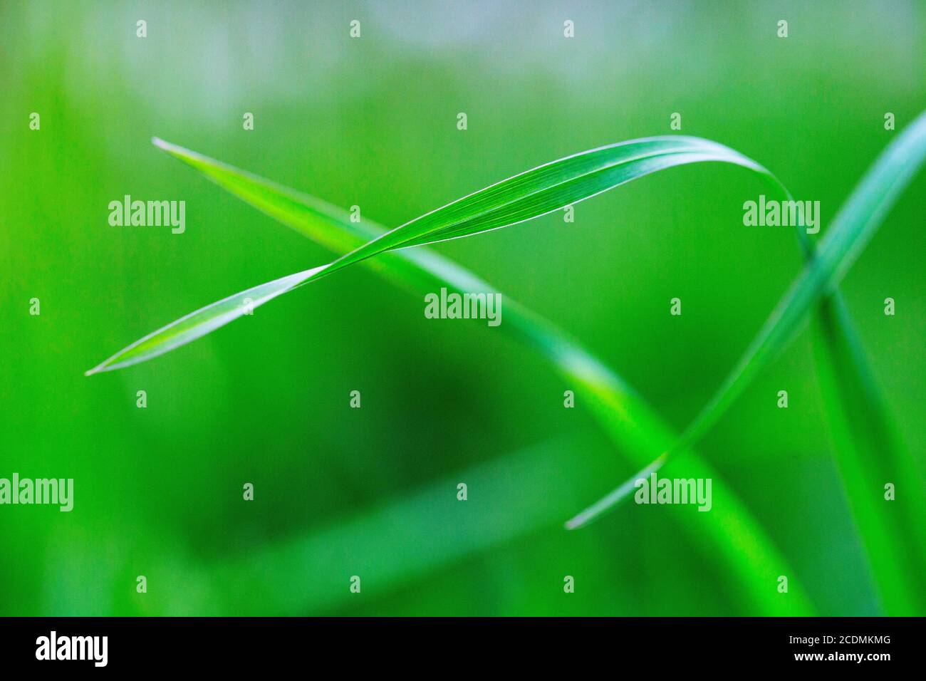 Reed, (Phragmites), reed grasses, grasses, Upper Austria, Austria Stock ...