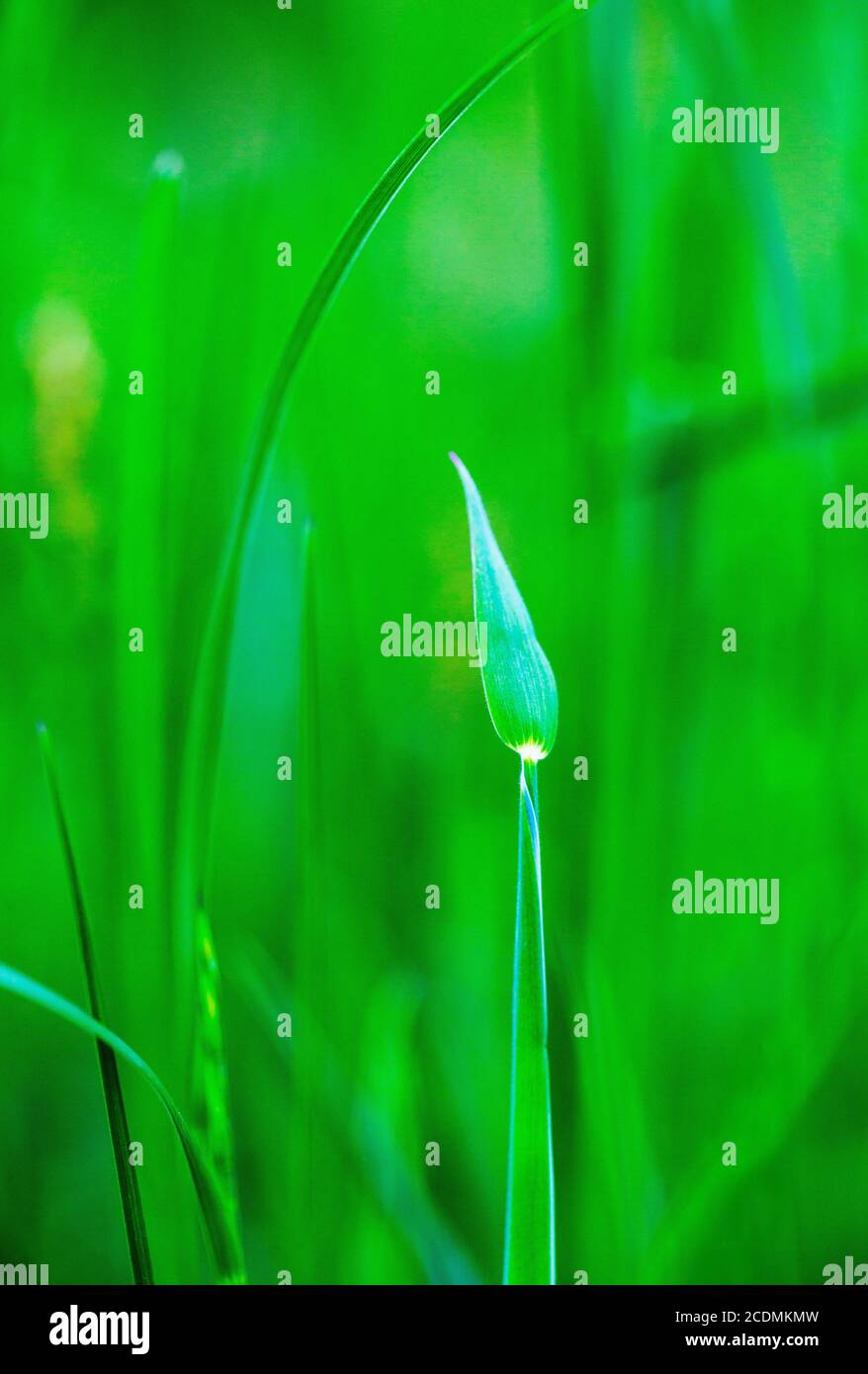 Reed, (Phragmites), reed grasses, grasses, Upper Austria, Austria Stock ...