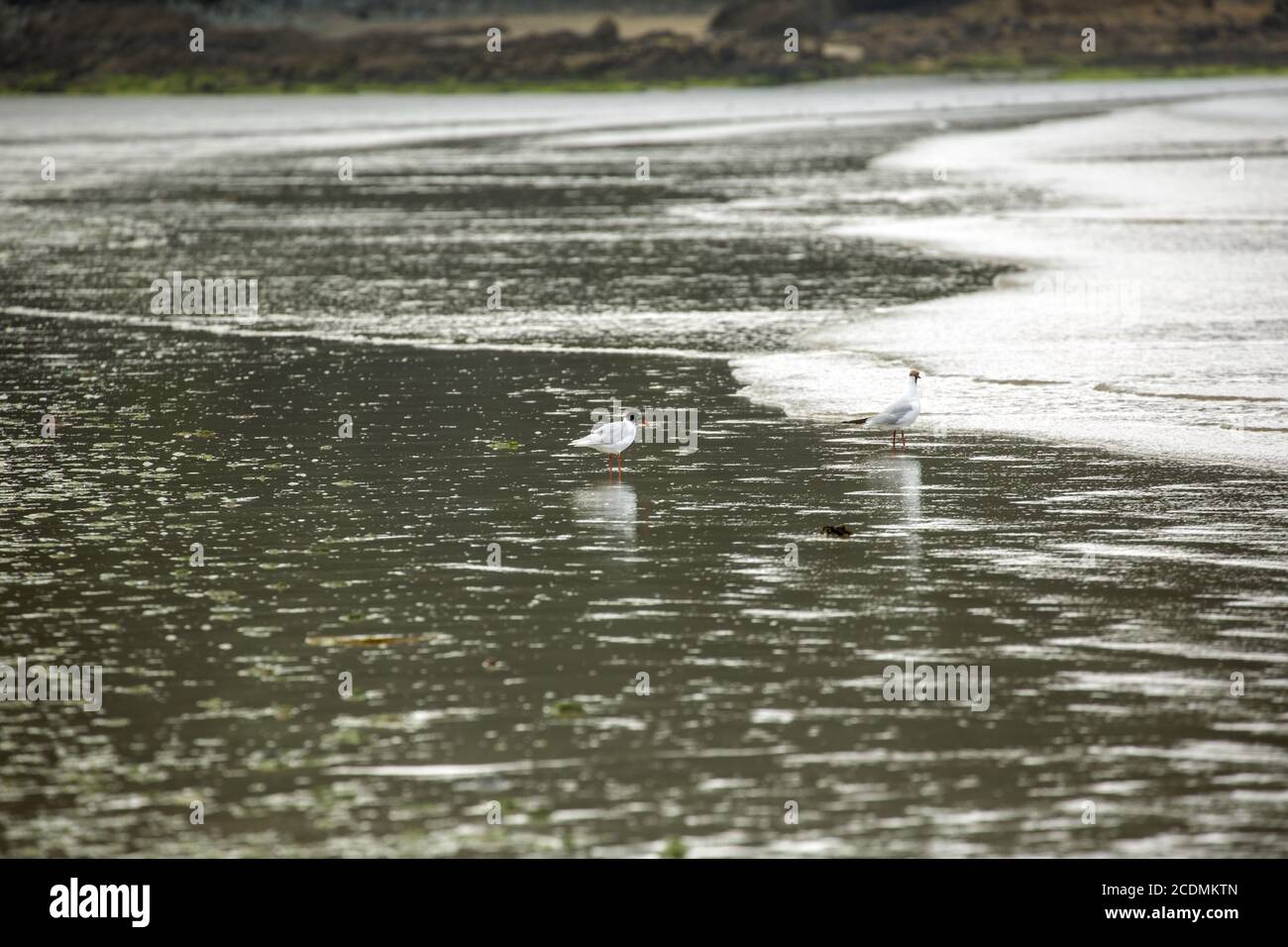 Birds on the beach Plage du Ris in Douarnenez, low Stock Photo - Alamy