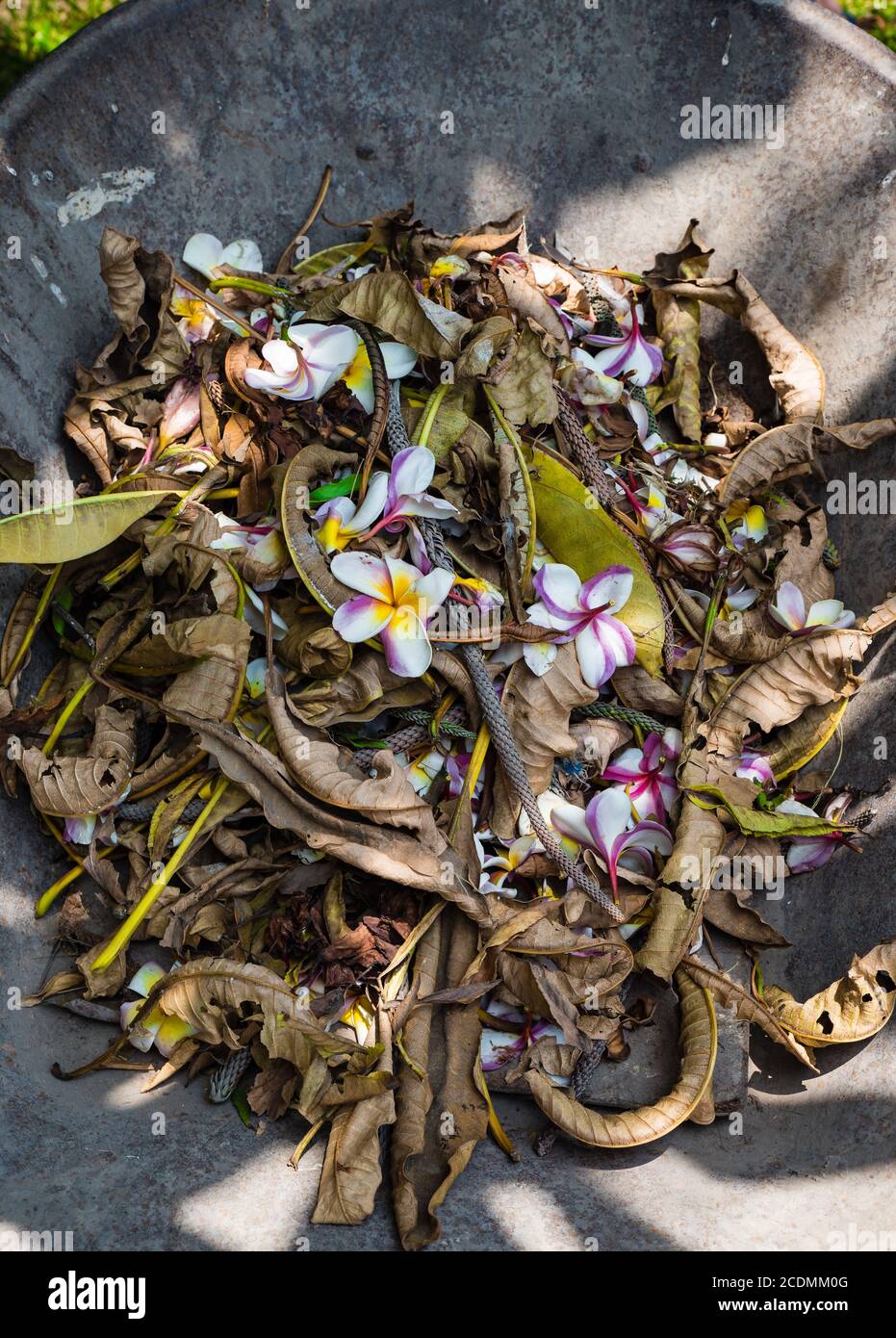 Plastic bag full of dry leaves and dry flowers collected with and ...