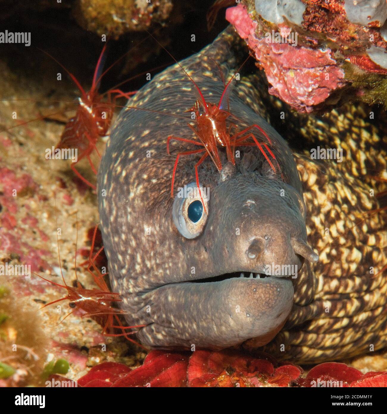 01 (Muraena helena) and bristle-tail cleaner shrimp (Lysmata ...