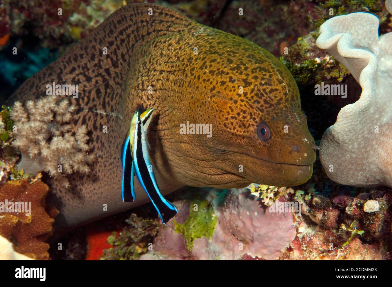 Giant moray moray gymnothorax javanicus and cleaner fish labroides ...