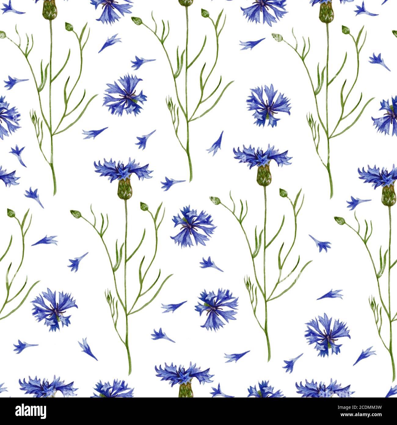 Cornflower drawing hi-res stock photography and images - Alamy