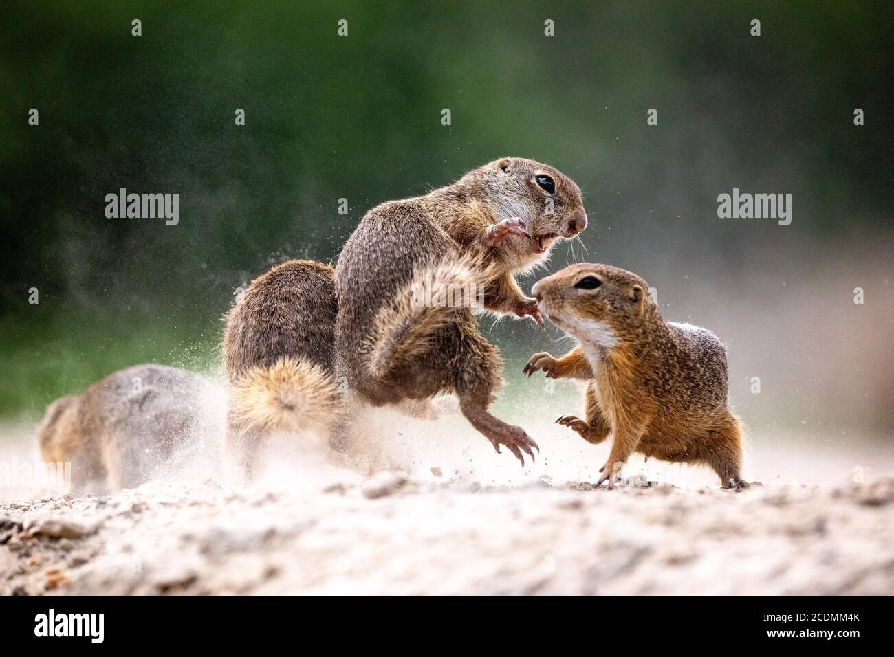 European ground squirrel (Spermophilus citellu) playing, fighting ...