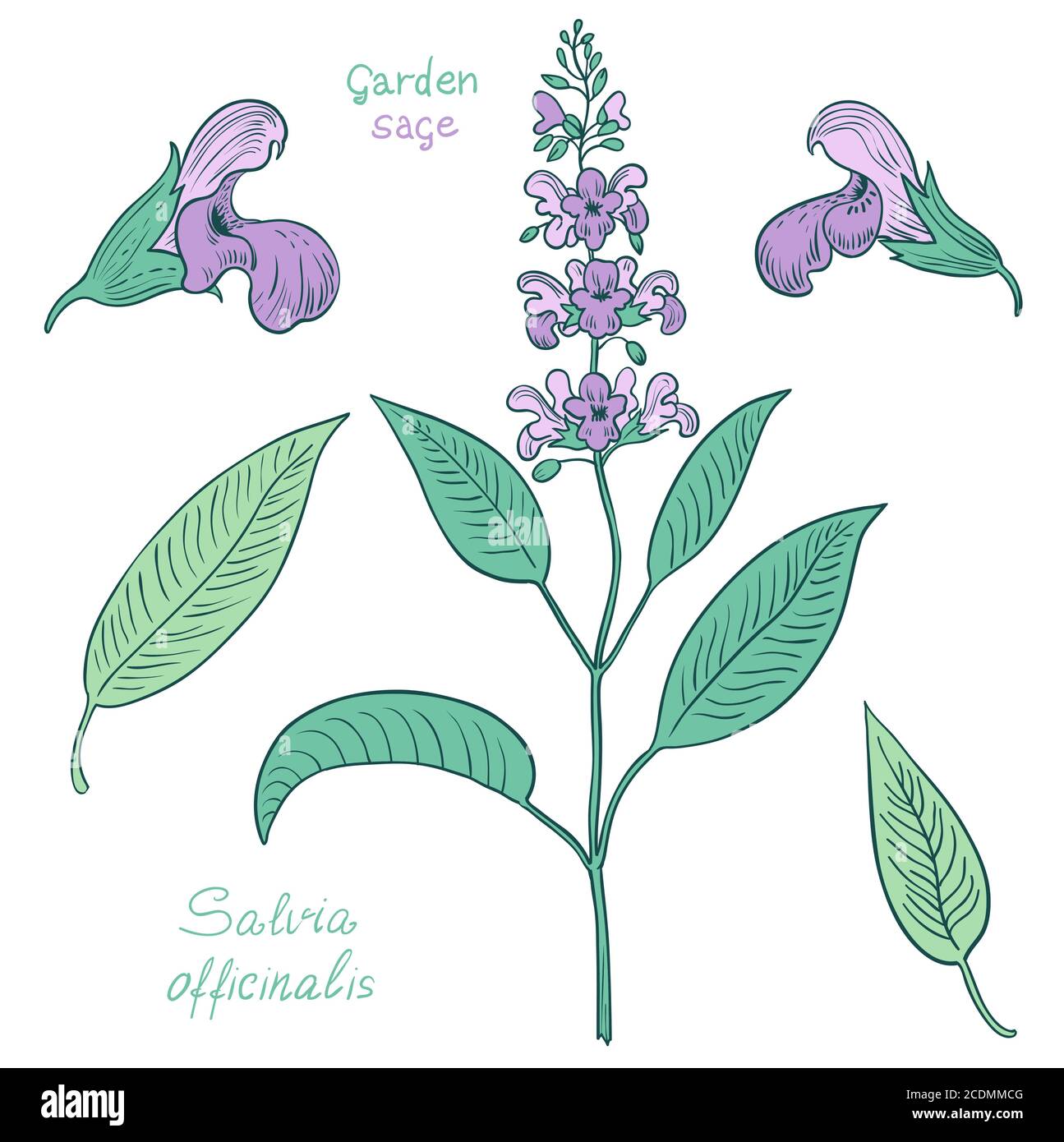 Hand drawn set of sage plants and flowers Stock Vector Image & Art - Alamy