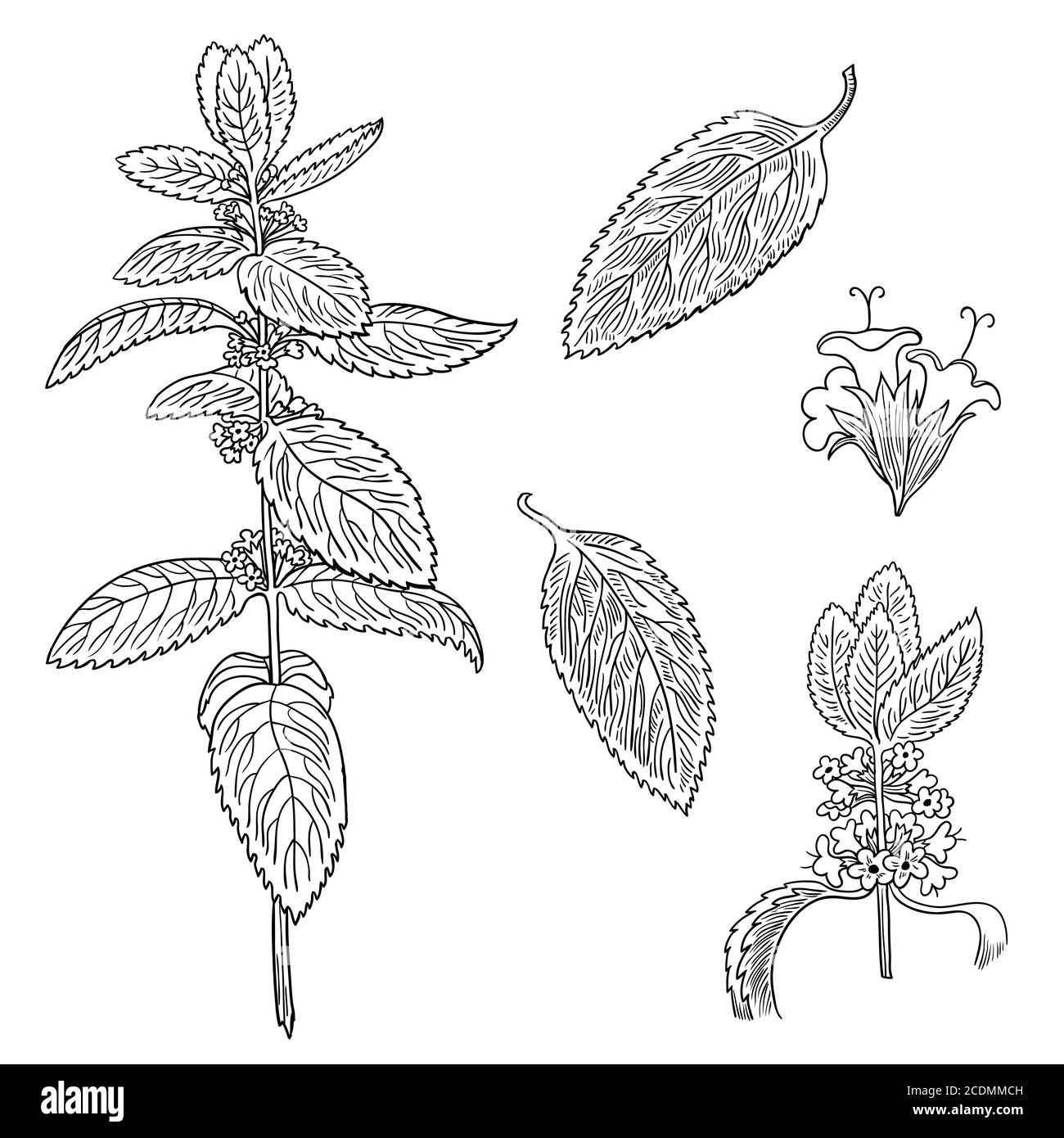 Set of mint leaves and plants. Hand drawing Stock Vector Image & Art ...