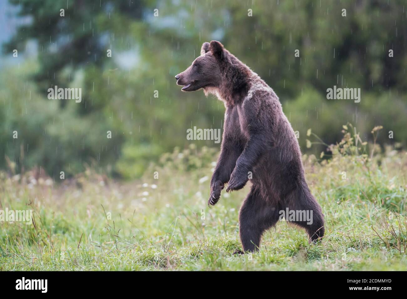 Bear legs hi-res stock photography and images - Alamy