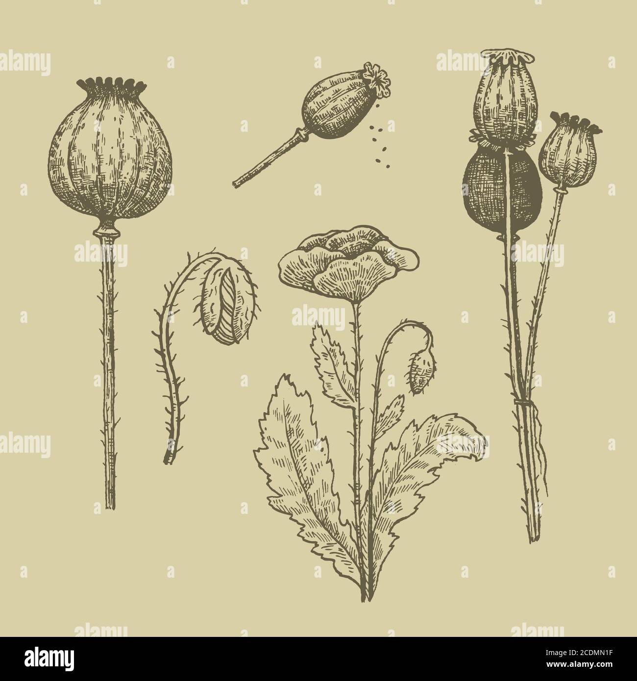 Poppy farming afghanistan Stock Vector Images - Alamy