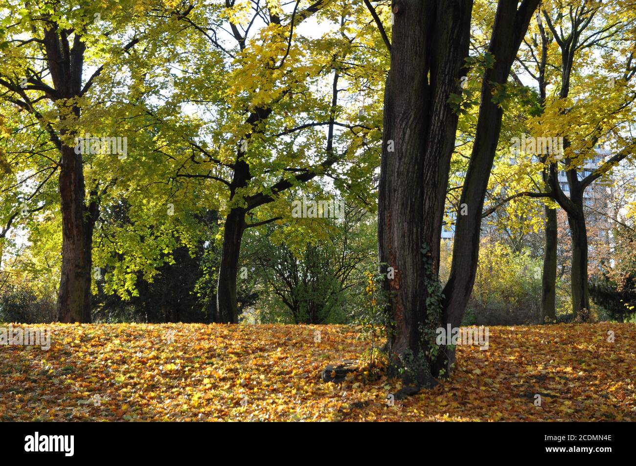 Park at the Römerwall in Mainz Stock Photo - Alamy