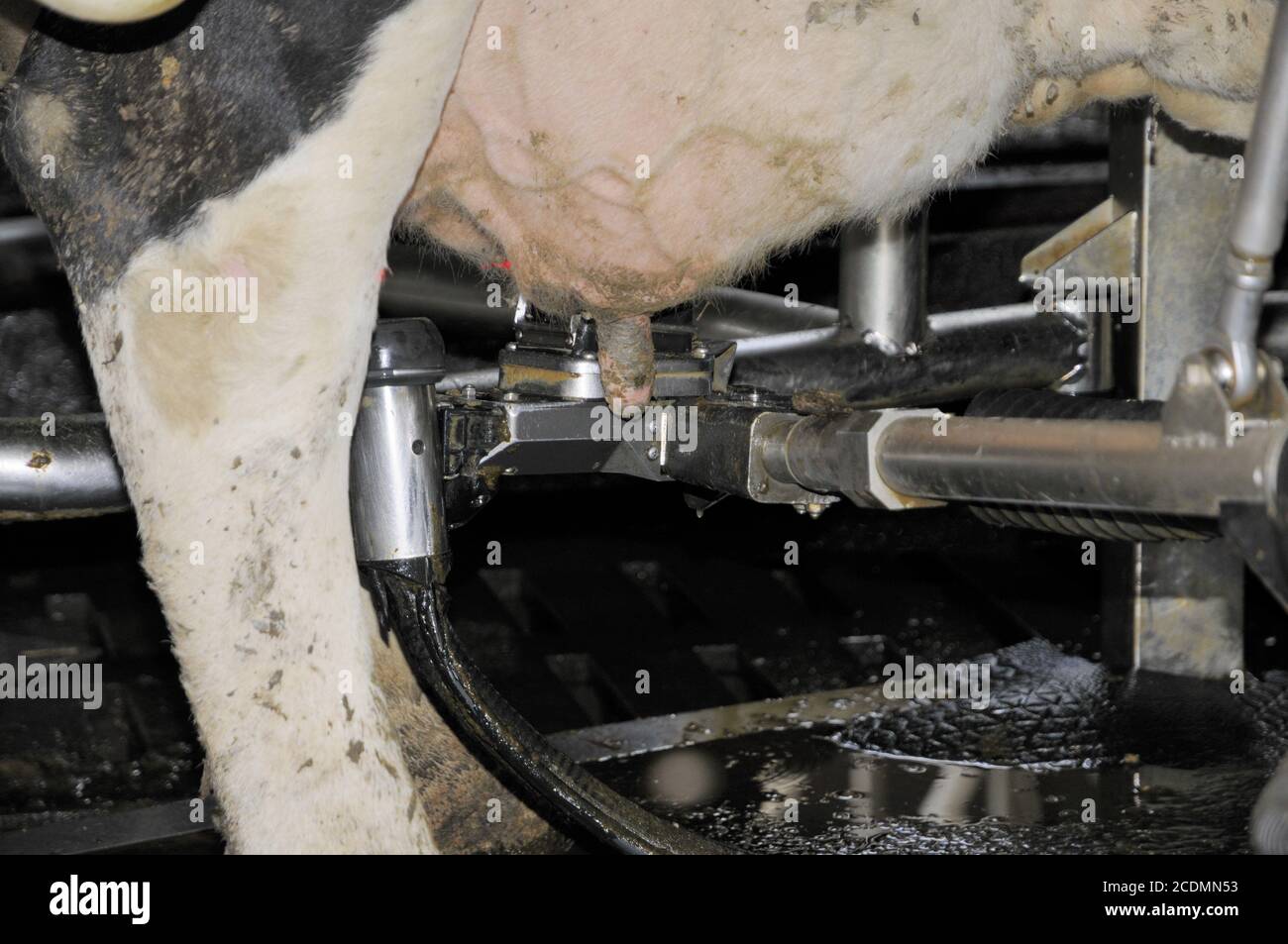 Milking robot hi-res stock photography and images - Alamy
