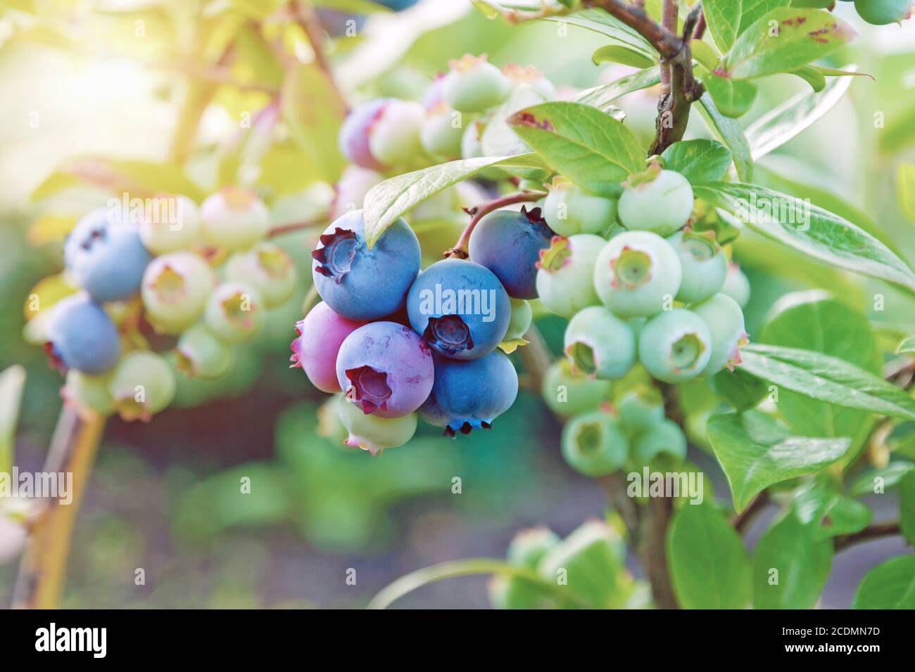 Plantation of blueberry cultivated at bio farm Stock Photo - Alamy