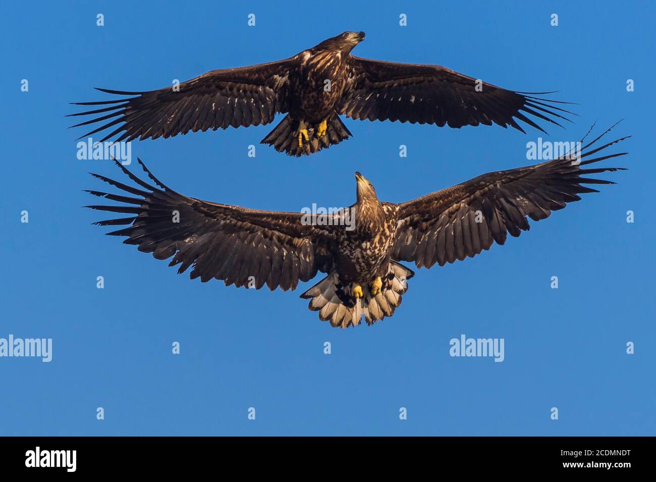 White-tailed eagle, Germany Stock Photo - Alamy
