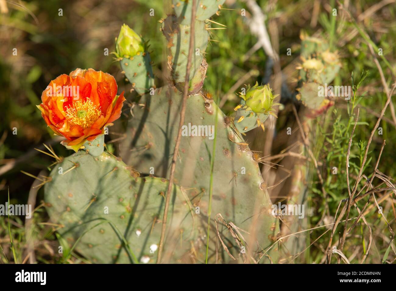 South Texas Prickly Pear Cactus Stock Photo - Alamy