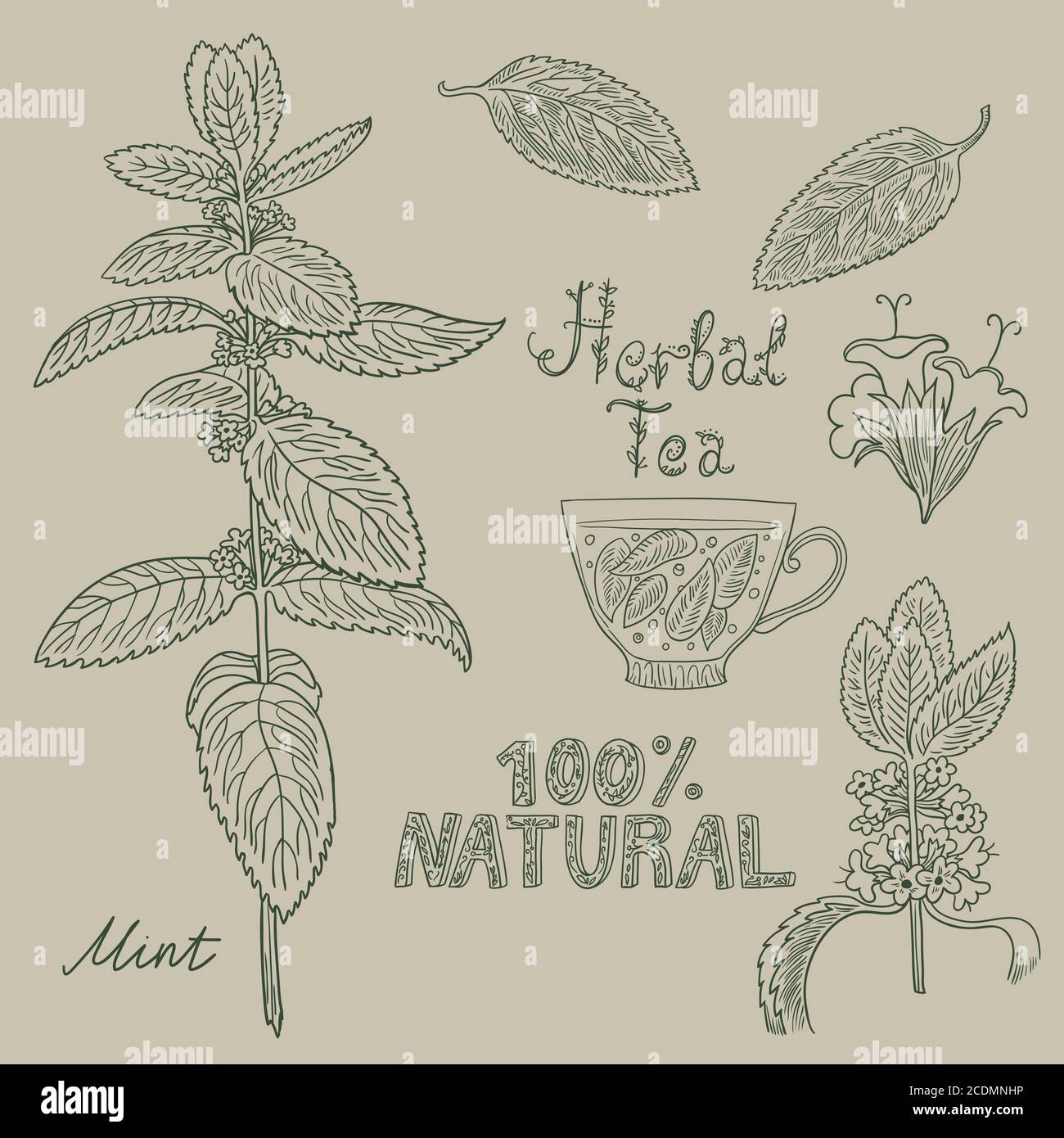 Set of mint leaves and plants. Hand drawing Stock Vector Image & Art ...