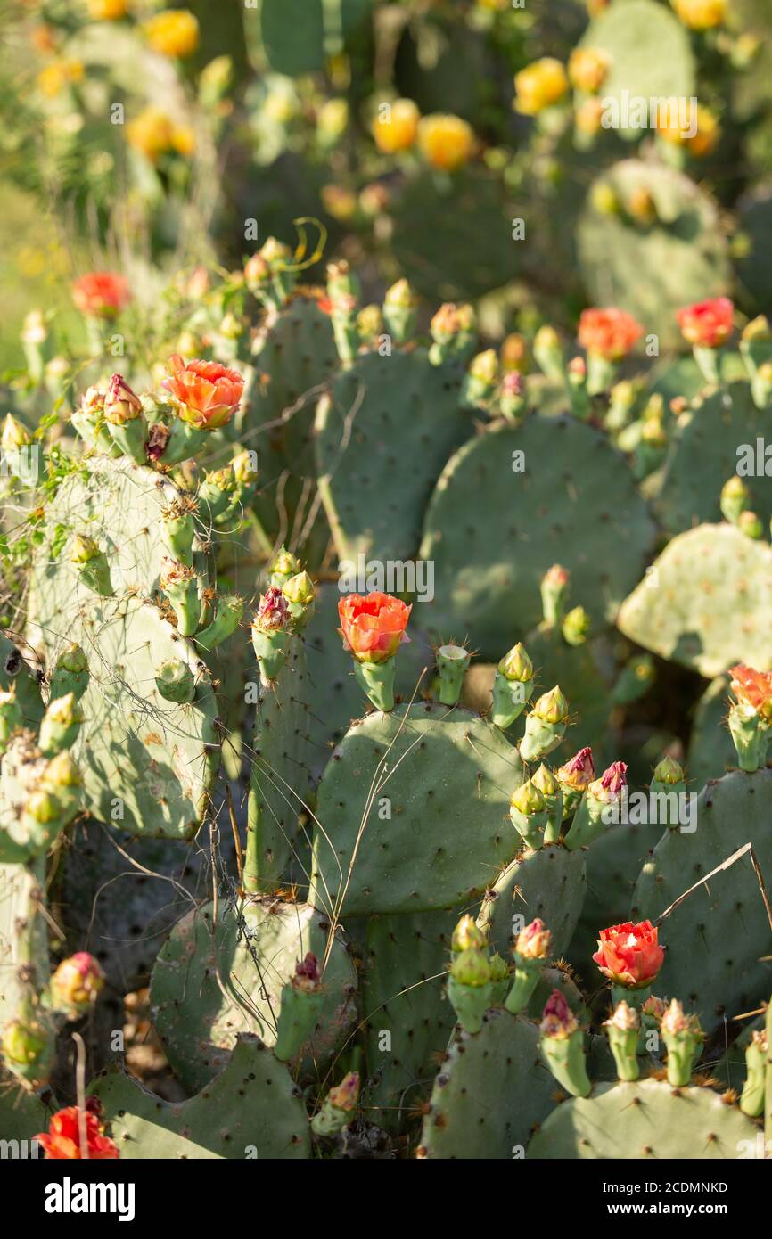 Texas prickly pear cactus hi-res stock photography and images - Alamy