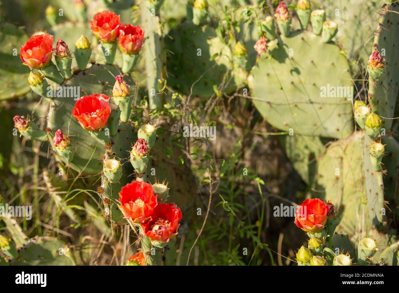South Texas Prickly Pear Cactus Stock Photo - Alamy