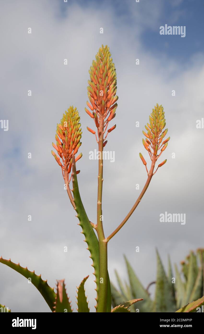 Aloe longistyla hi-res stock photography and images - Alamy