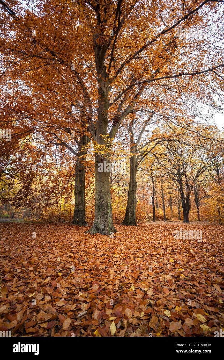 colorful foliage. deep light. falling leaves. winding paths. perfect ...