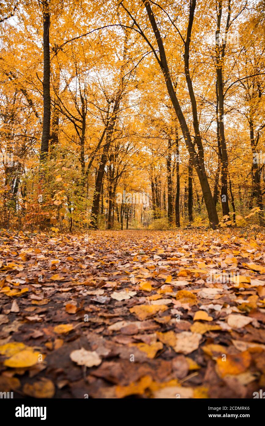 colorful foliage. deep light. falling leaves. winding paths. perfect ...