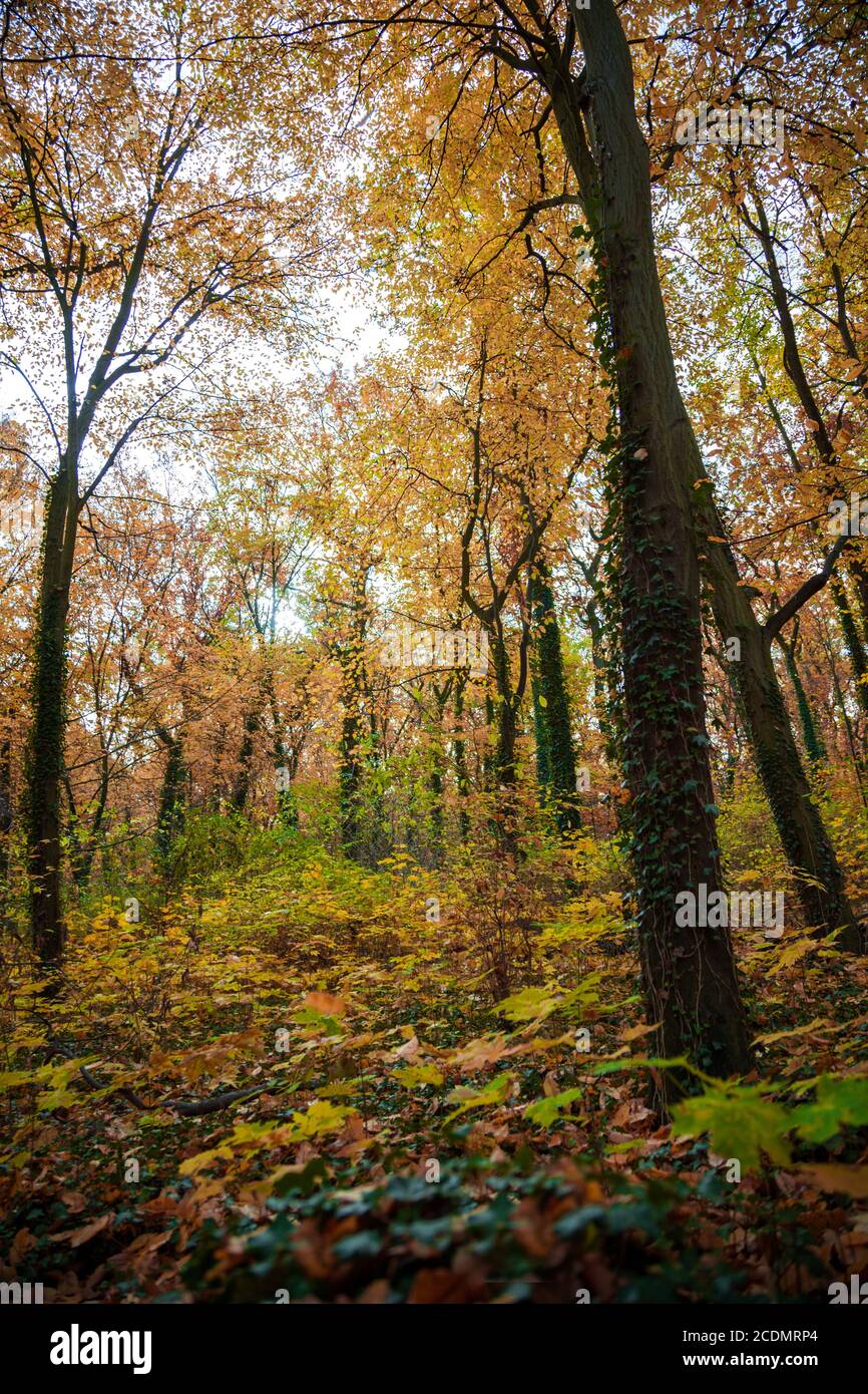 colorful foliage. deep light. falling leaves. winding paths. perfect ...