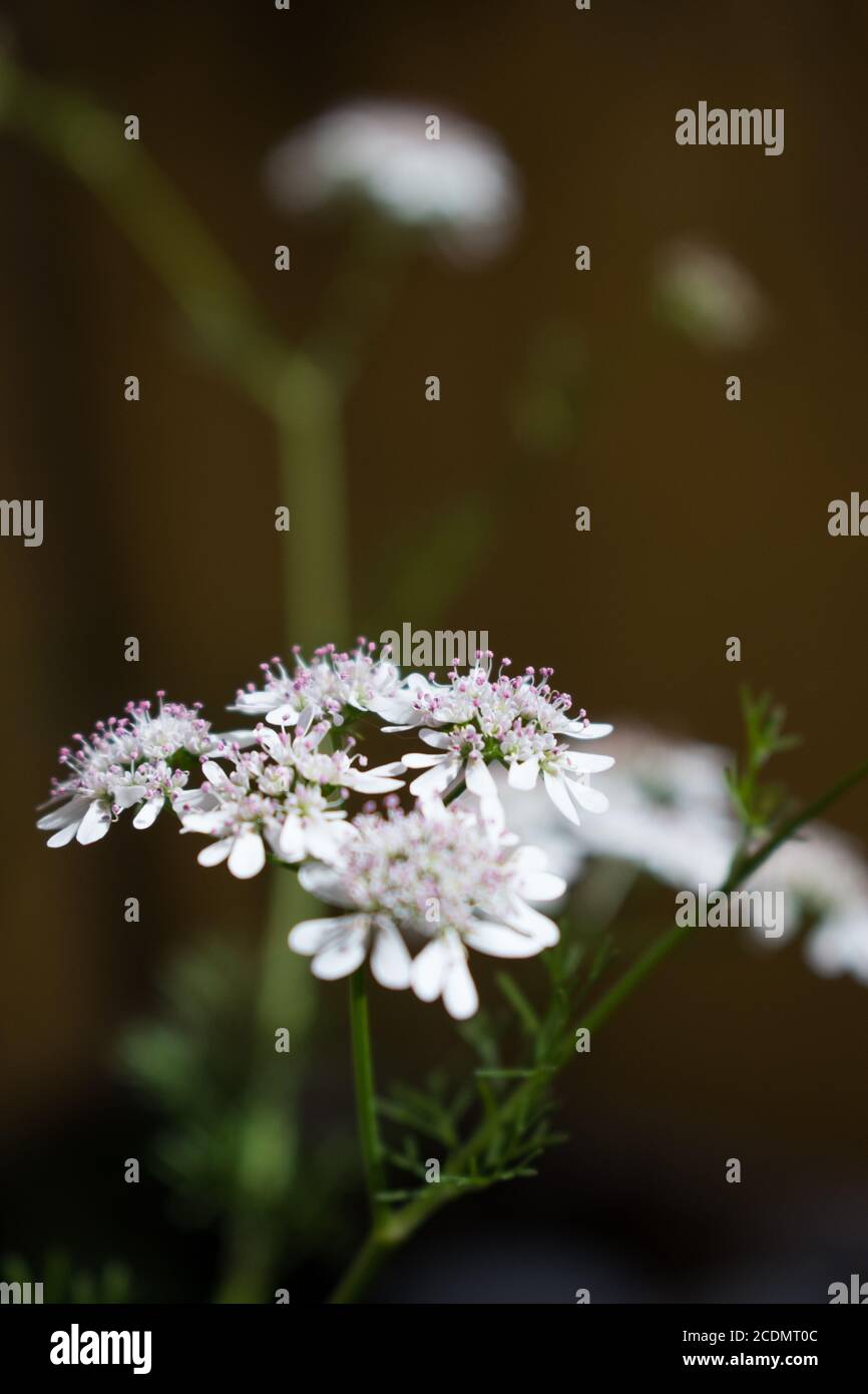 Coriander garden hi-res stock photography and images - Alamy