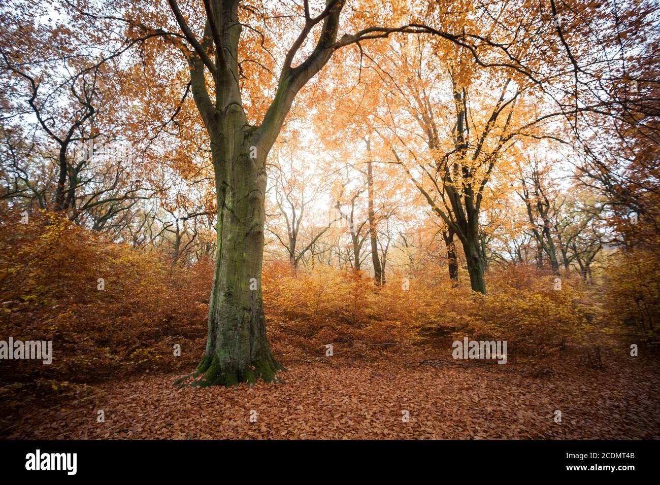 colorful foliage. deep light. falling leaves. winding paths. perfect ...