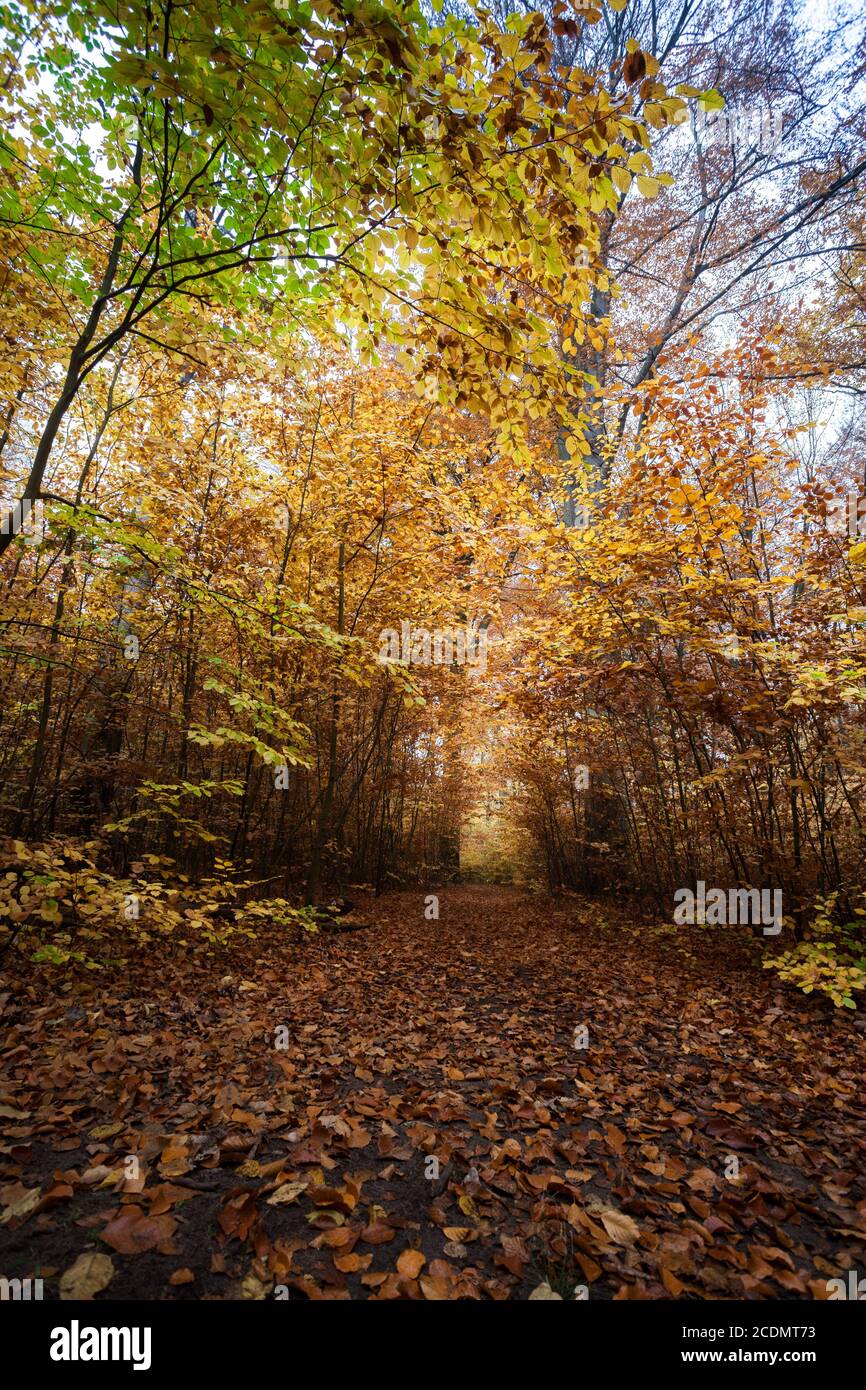 colorful foliage. deep light. falling leaves. winding paths. perfect ...
