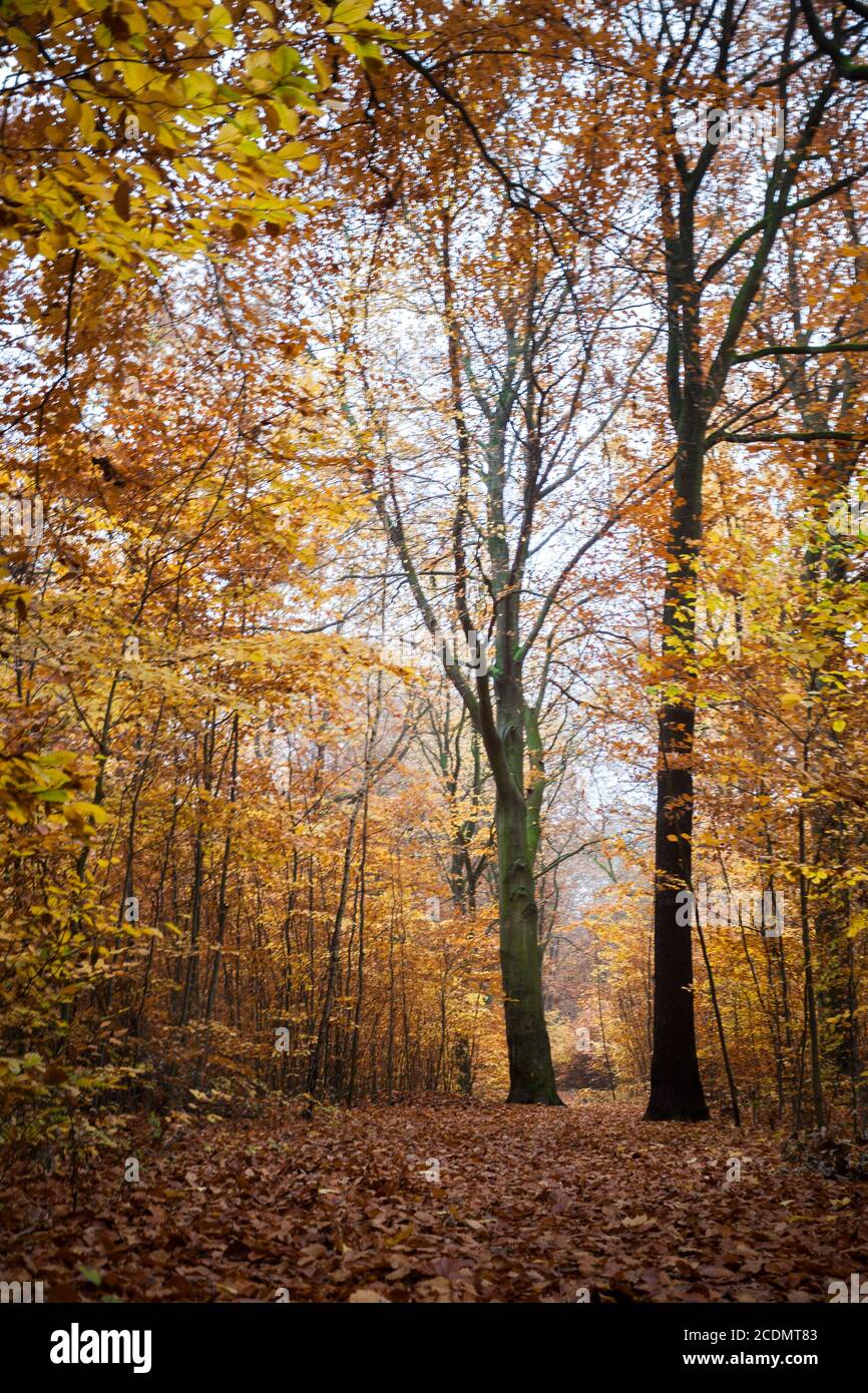 colorful foliage. deep light. falling leaves. winding paths. perfect ...