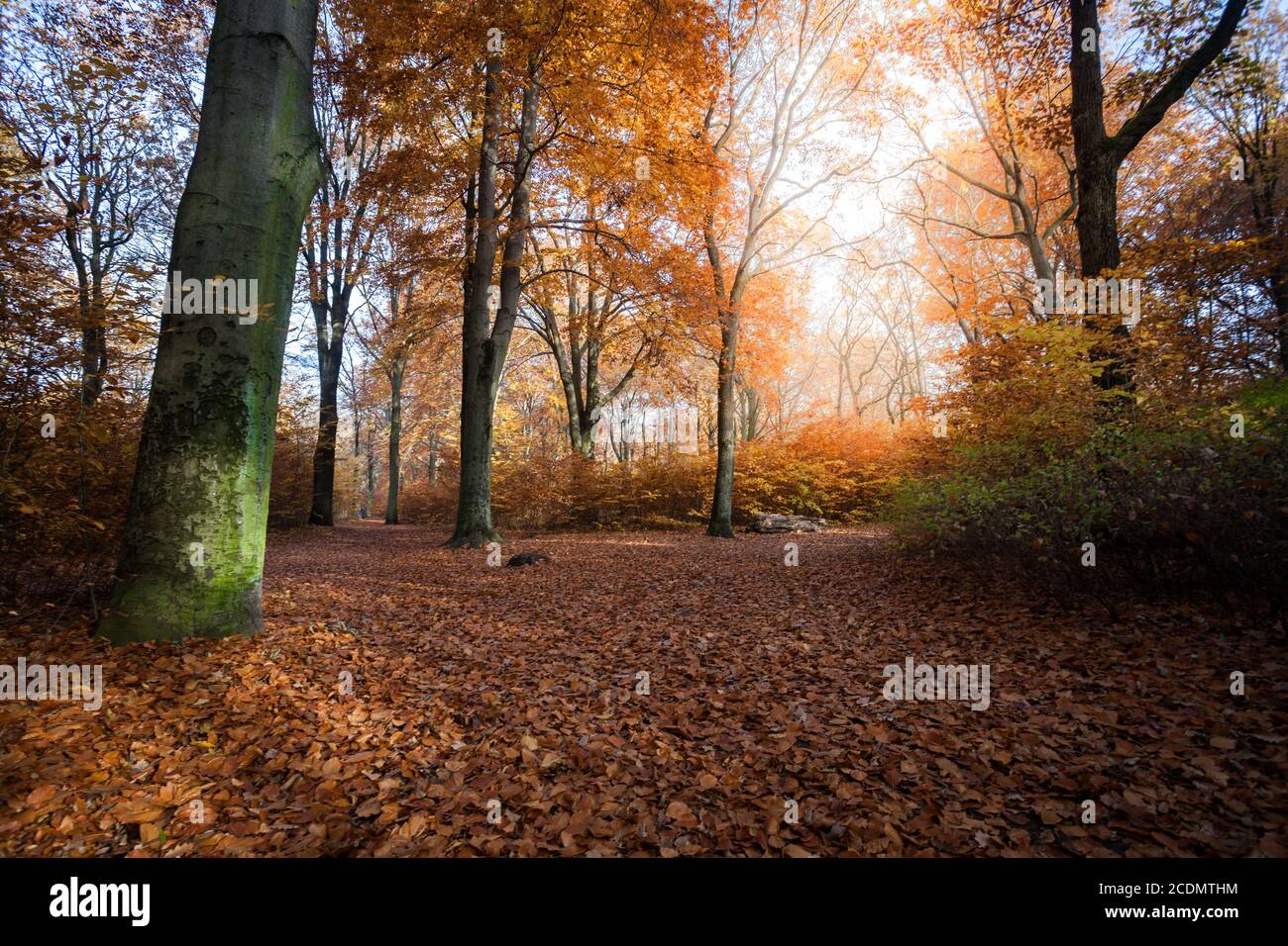 colorful foliage. deep light. falling leaves. winding paths. perfect ...
