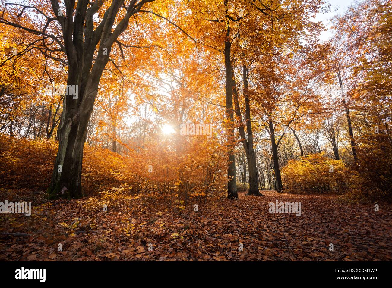 colorful foliage. deep light. falling leaves. winding paths. perfect ...