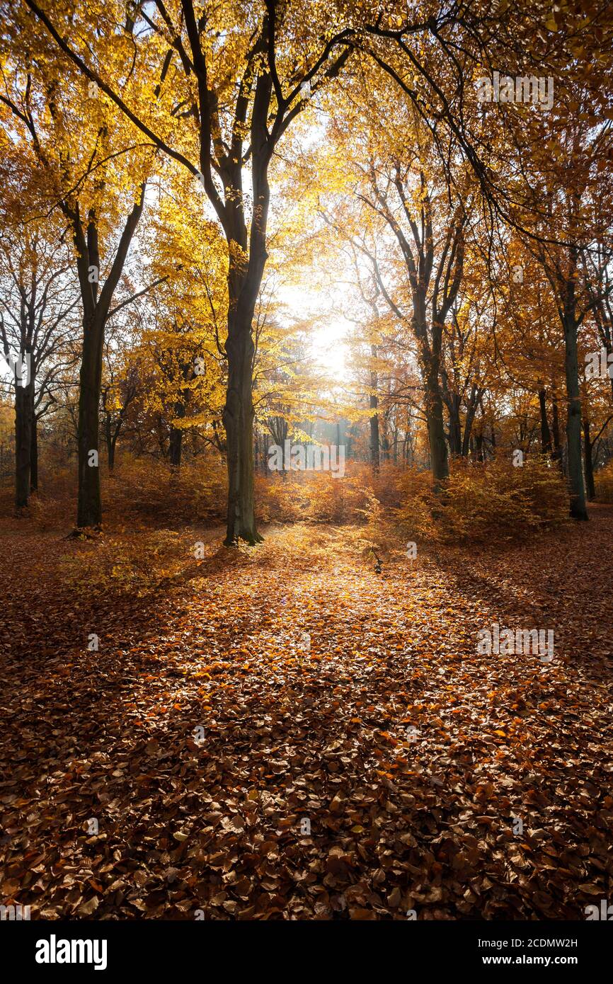 colorful foliage. deep light. falling leaves. winding paths. perfect ...