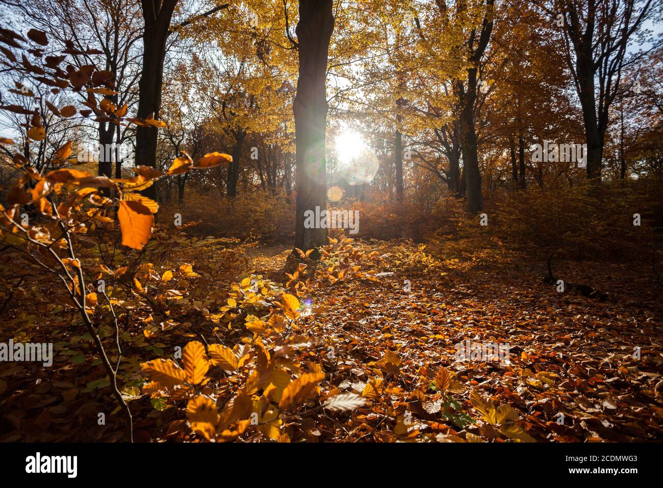 colorful foliage. deep light. falling leaves. winding paths. perfect ...
