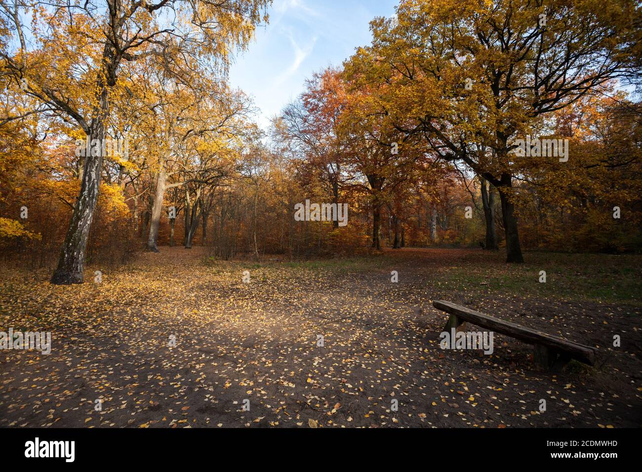 colorful foliage. deep light. falling leaves. winding paths. perfect ...