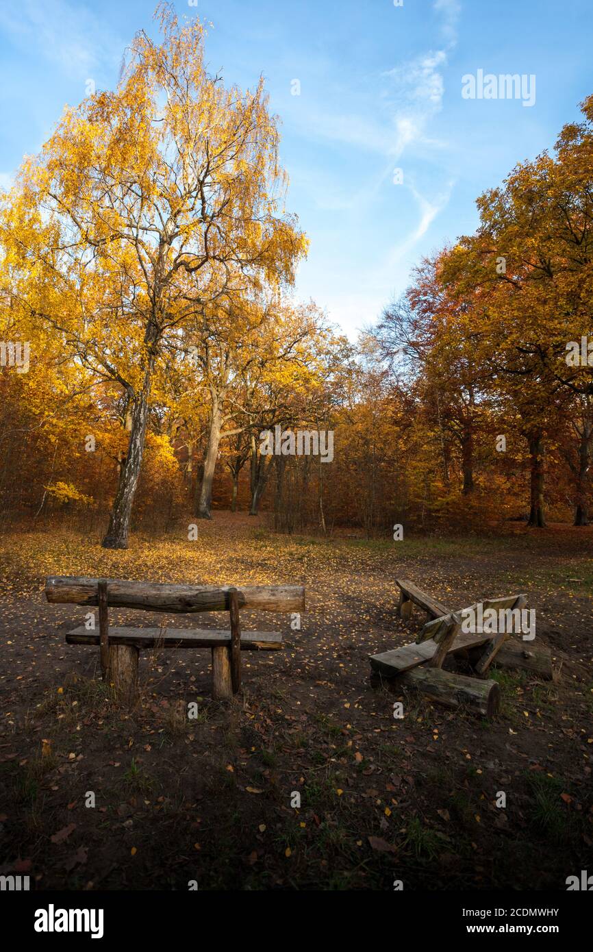 colorful foliage. deep light. falling leaves. winding paths. perfect ...
