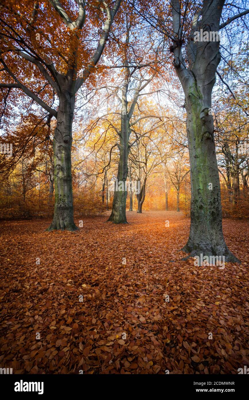 colorful foliage. deep light. falling leaves. winding paths. perfect ...