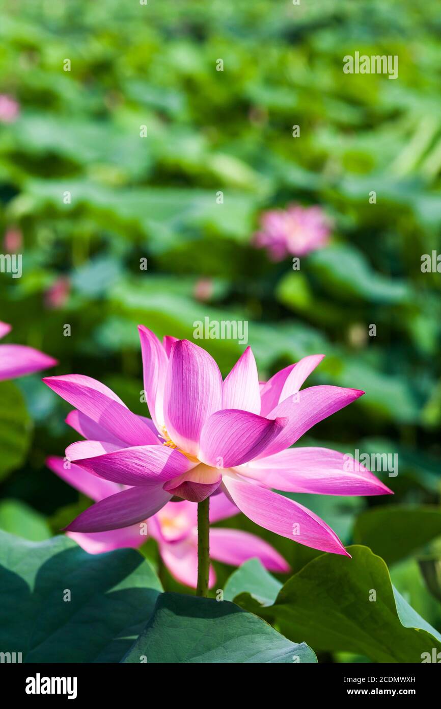 Beautiful lotus flower in the garden Stock Photo - Alamy