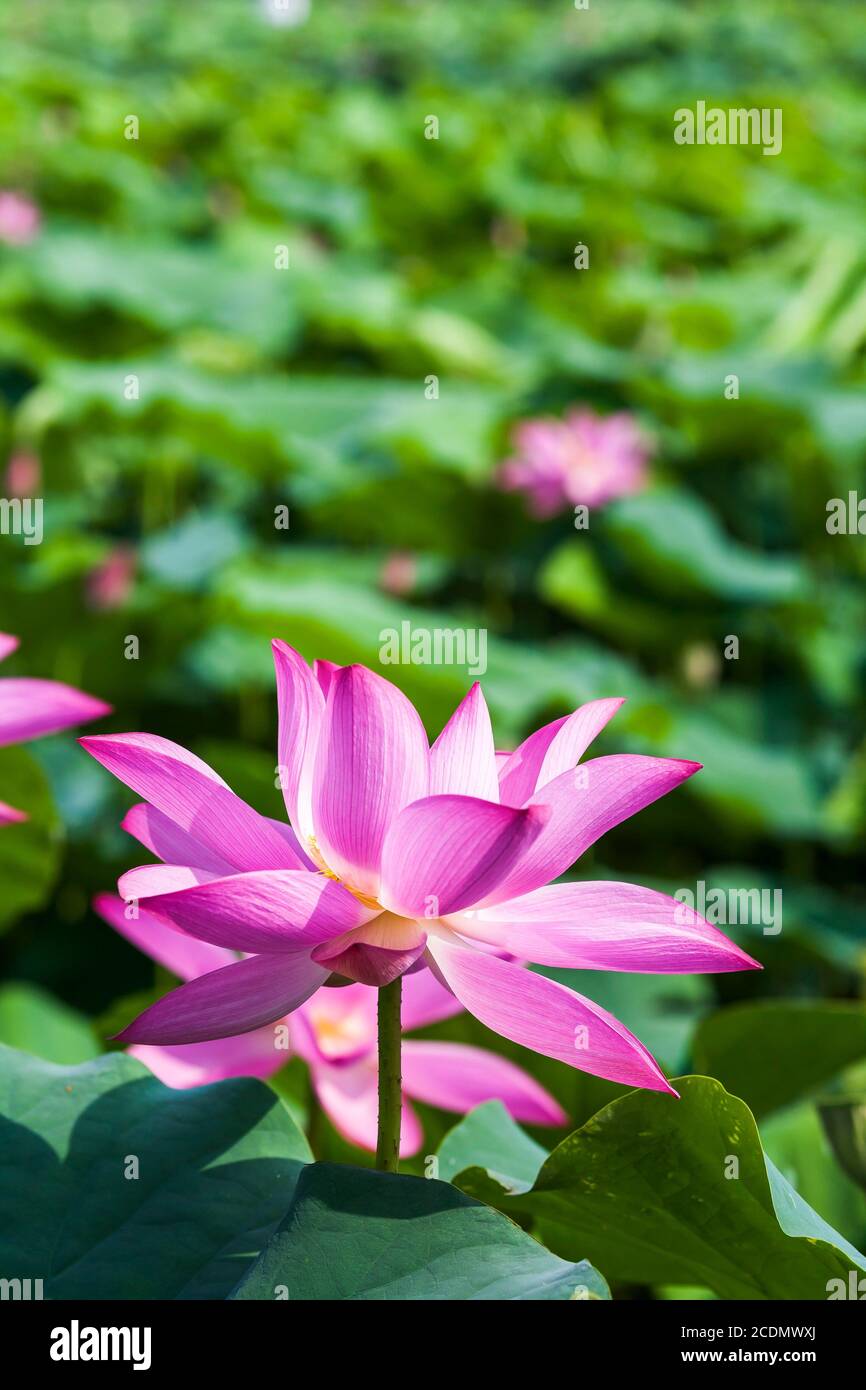 Beautiful lotus flower in the garden Stock Photo - Alamy