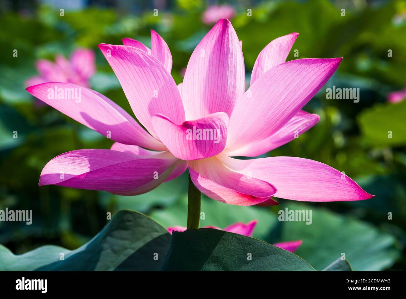 Beautiful lotus flower in the garden Stock Photo - Alamy