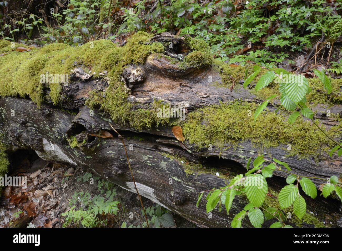 Rotting Tree Trunk High Resolution Stock Photography and Images - Alamy